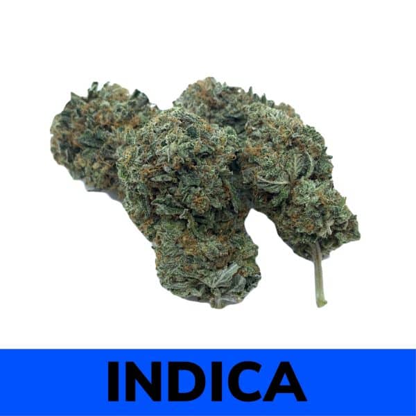 Great White Shark (AAA) | Canna Club Co | Weed Delivery & Mail Order