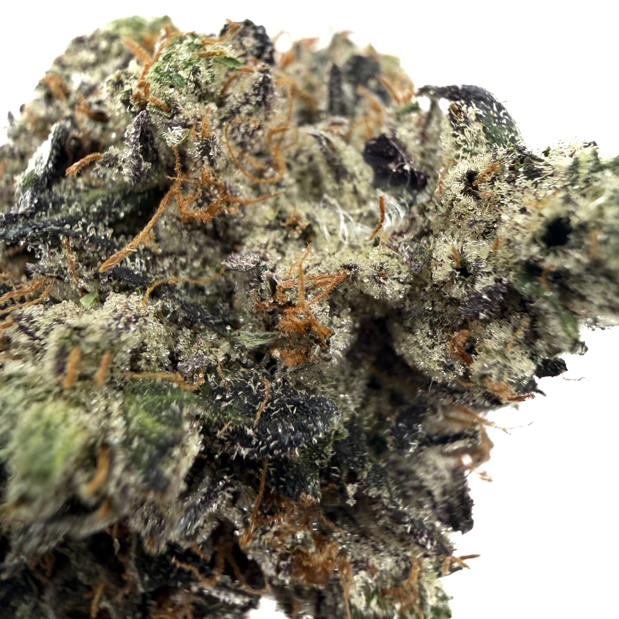 Orders over $100 receive gifts 100% Satisfaction Guarantee Same-Day ...